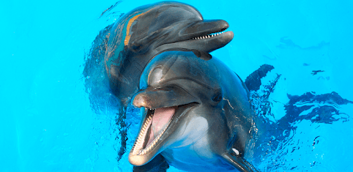 Dolphin Wallpapers HD (backgrounds & themes) for PC - How to Install on ...