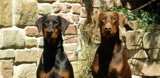 Doberman Pinscher Dogs Themes for PC - How to Install on Windows PC, Mac