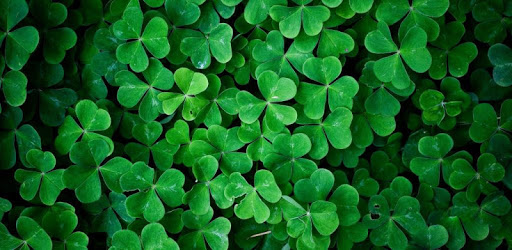 Clover Live Wallpaper for PC - How to Install on Windows PC, Mac