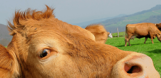 The Sounds of Cows for PC - How to Install on Windows PC, Mac