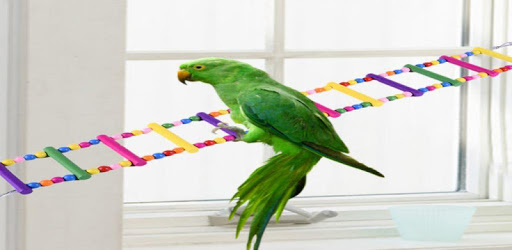 Parrot Training for PC - How to Install on Windows PC, Mac