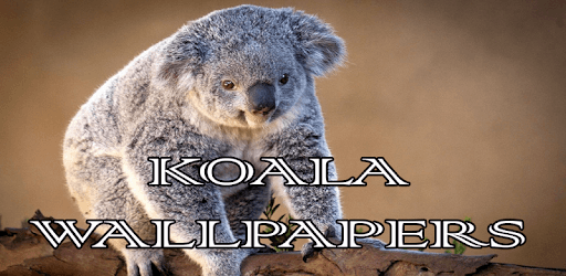 Koala Wallpapers for PC - How to Install on Windows PC, Mac