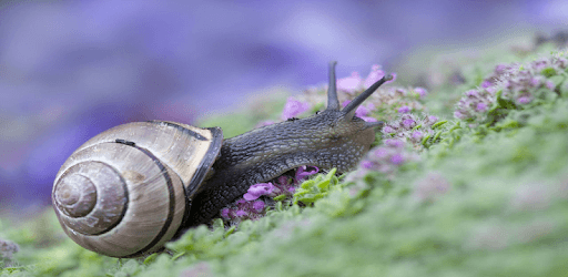 Snail Wallpapers for PC - How to Install on Windows PC, Mac