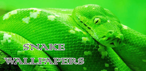 Snake Wallpapers APK Download For Free