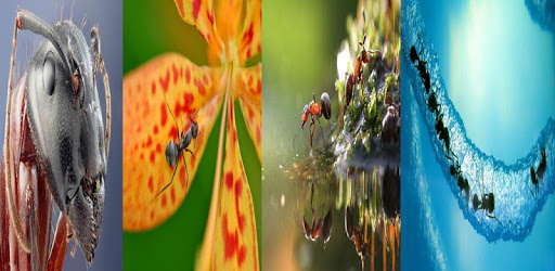 Ants Wallpaper HD for PC - How to Install on Windows PC, Mac