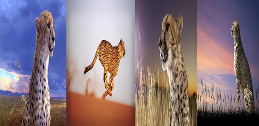 Cheetah Wallpaper for PC - How to Install on Windows PC, Mac