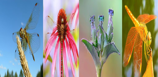 Dragonfly Wallpaper for PC - How to Install on Windows PC, Mac