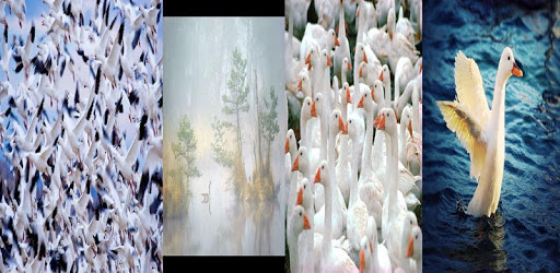 Goose Wallpaper for PC - How to Install on Windows PC, Mac