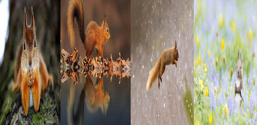 Squirrel Wallpaper APK Download For Free