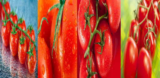 Tomato Wallpaper for PC - How to Install on Windows PC, Mac