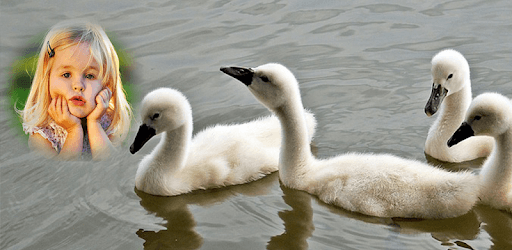 Cool Lovely Bird Photo Frames for PC - How to Install on Windows PC, Mac