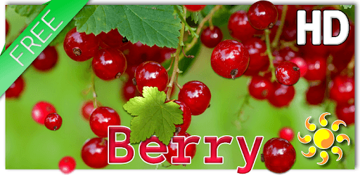 Berry Live Wallpaper for PC - How to Install on Windows PC, Mac