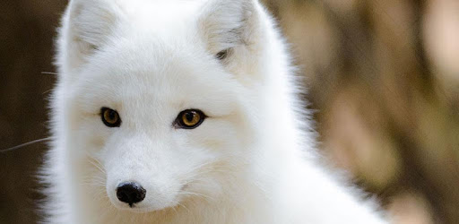 arctic fox wallpaper for PC - How to Install on Windows PC, Mac