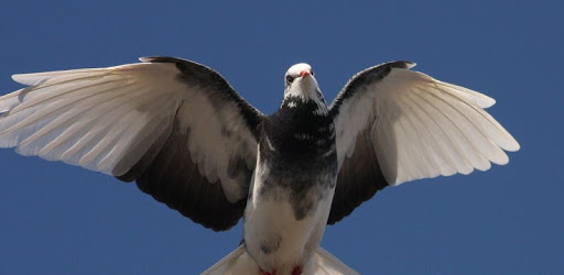 Birds Themes for PC - How to Install on Windows PC, Mac