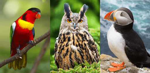 Bird World - Quiz about Famous Birds of the Earth for PC - How to ...