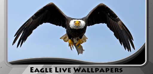 Eagle Live Wallpapers APK Download For Free