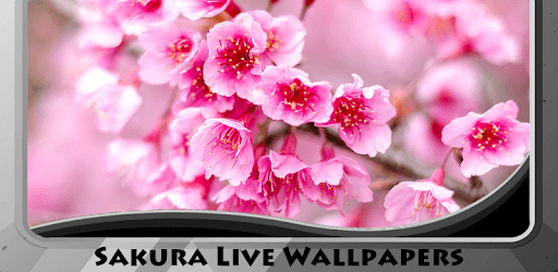 Sakura Live Wallpapers APK Download For Free