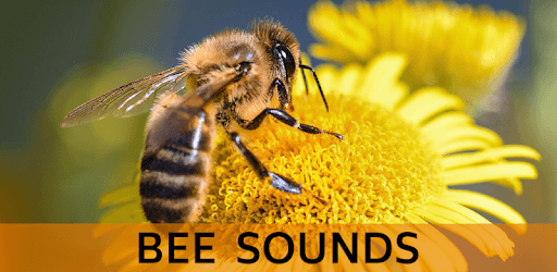 Bee Sounds APK Download For Free