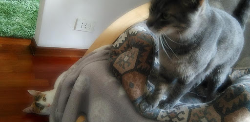 Zenka the cat widget for PC - How to Install on Windows PC, Mac