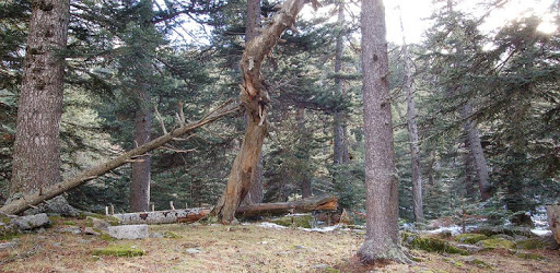 Catalonia Trees for PC - How to Install on Windows PC, Mac