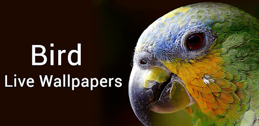 Bird Live Wallpaper - Cute Bird Wallpaper & Editor for PC - How to ...