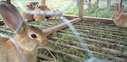 Rabbits Breeding for PC - How to Install on Windows PC, Mac