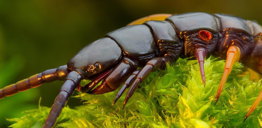 Centipede Wallpaper for PC - How to Install on Windows PC, Mac