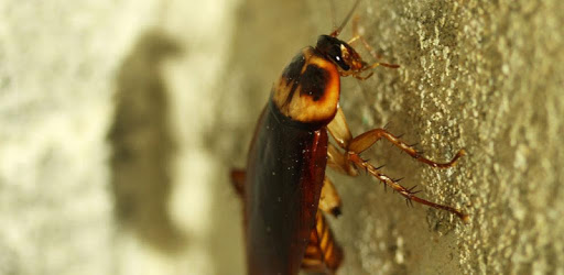 cockroach live wallpaper for PC - How to Install on Windows PC, Mac