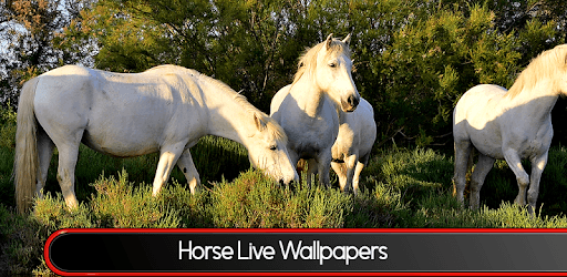 Horse Live Wallpapers for PC - How to Install on Windows PC, Mac