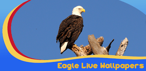 Eagle Live Wallpapers for PC - How to Install on Windows PC, Mac