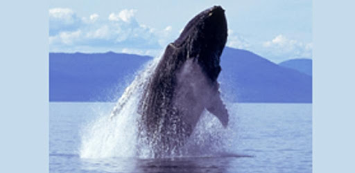 Humpback Whale Sounds! for PC - How to Install on Windows PC, Mac