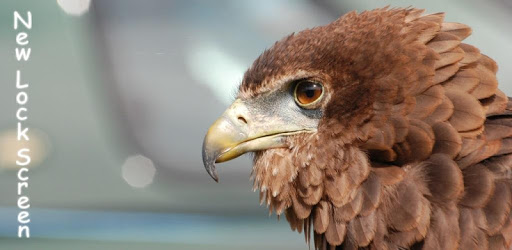 Eagle Lock Screen APK Download For Free