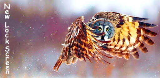 Owl Lock Screen for PC - How to Install on Windows PC, Mac