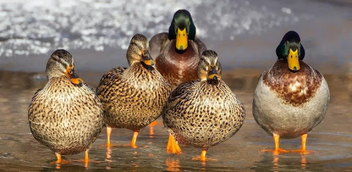 Duck for PC - How to Install on Windows PC, Mac