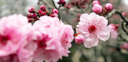 Sakura Cherry live wallpaper for PC - How to Install on Windows PC, Mac