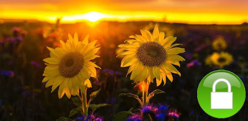 Sunflower Wallpaper APK Download For Free