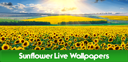 Sunflower Live Wallpapers APK Download For Free