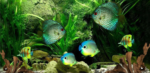 Aquarium Fishes LWP for PC - How to Install on Windows PC, Mac