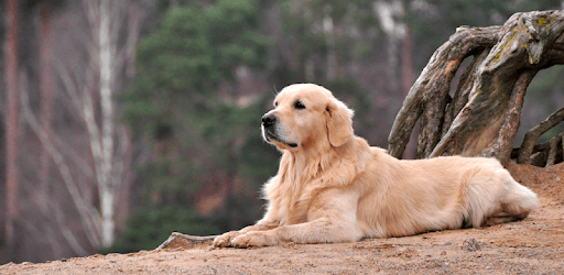 Labrador Retriever Wallpapers Full HD for PC - How to Install on ...