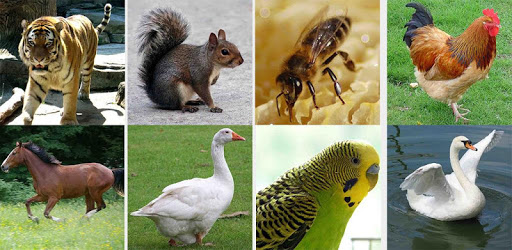 Animals Learn for PC - How to Install on Windows PC, Mac