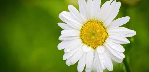 Chamomile Wallpapers for PC - How to Install on Windows PC, Mac
