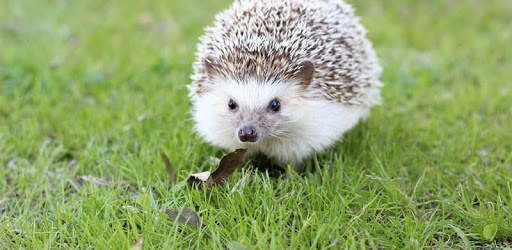 Hedgehog Wallpapers for PC - How to Install on Windows PC, Mac