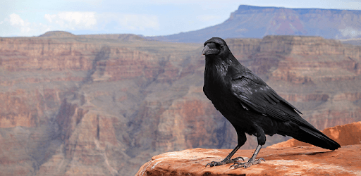 Crow Calls for PC - How to Install on Windows PC, Mac