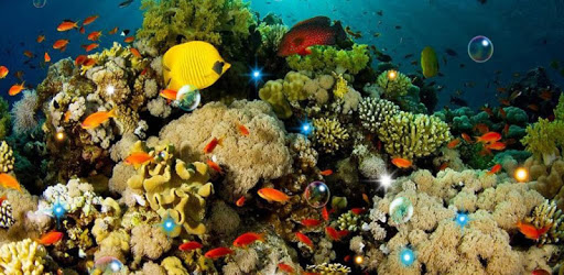 Fish Coral Reef for PC - How to Install on Windows PC, Mac