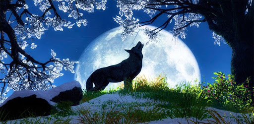 HD Animal Backgrounds for PC - How to Install on Windows PC, Mac