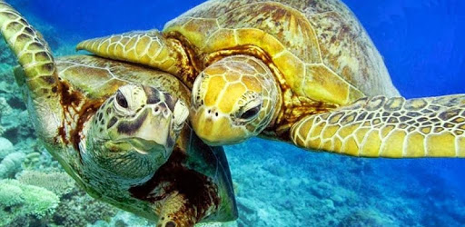Sea Turtle Jigsaw Puzzles for PC - How to Install on Windows PC, Mac