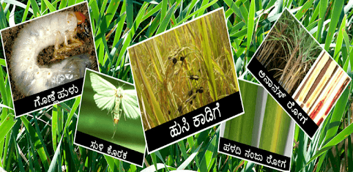 Arecanut - IPM for PC - How to Install on Windows PC, Mac