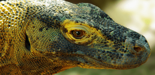 Komodo 9 Chess Engine for PC - How to Install on Windows PC, Mac