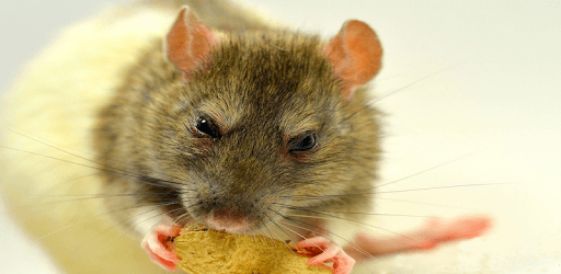 Rat sounds for PC - How to Install on Windows PC, Mac