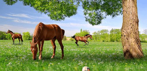 Horses Live Wallpapers for PC - How to Install on Windows PC, Mac